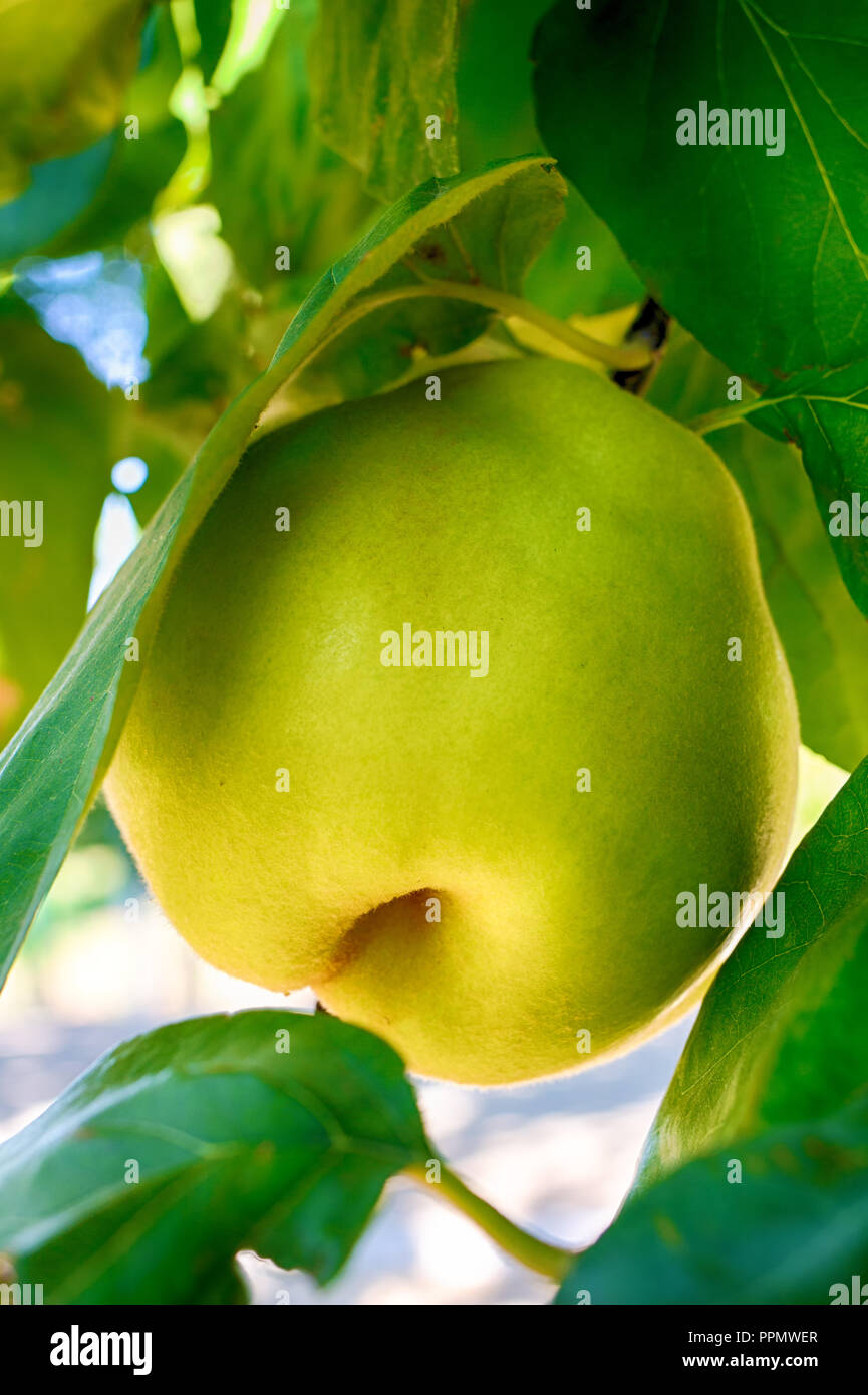 Quince. Ripe fruit on the tree. Harvest. Juicy fruit, ready to eat ...