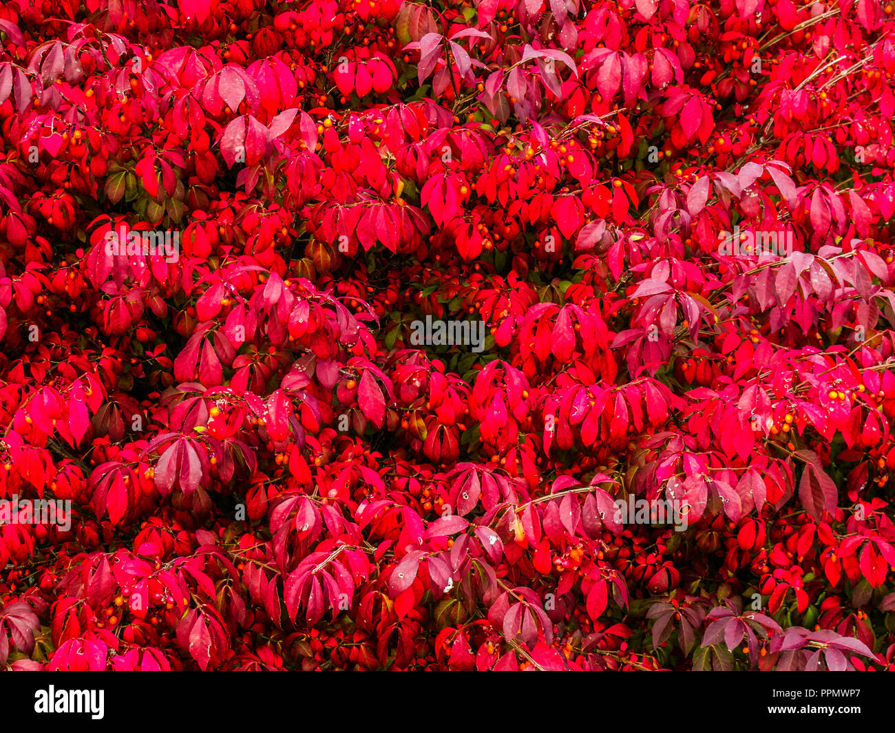 Fall Leaves Hogback Dam Hartland, Connecticut, USA Stock Photo - Alamy