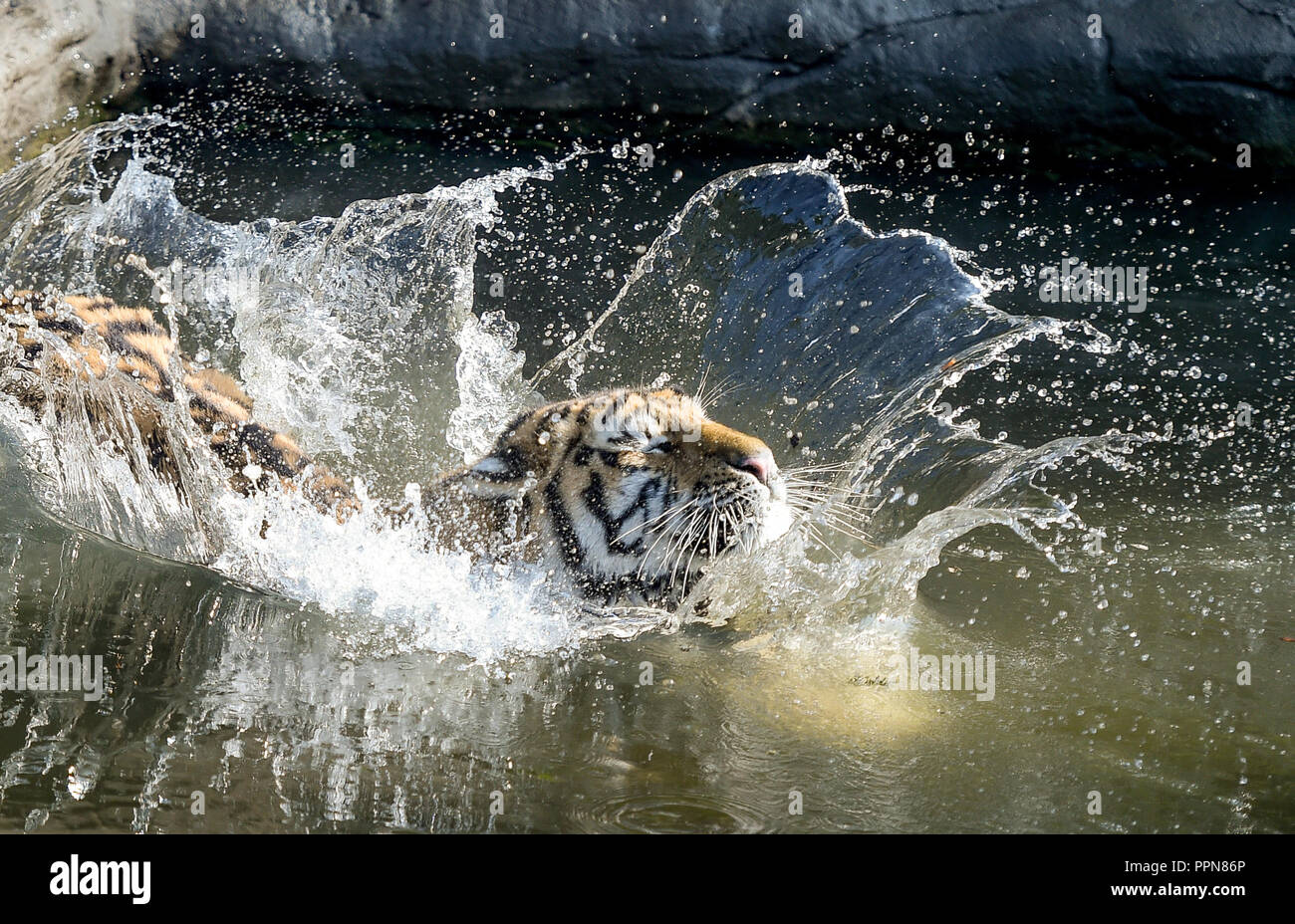 Tiergehegewasser hi-res stock photography and images - Alamy