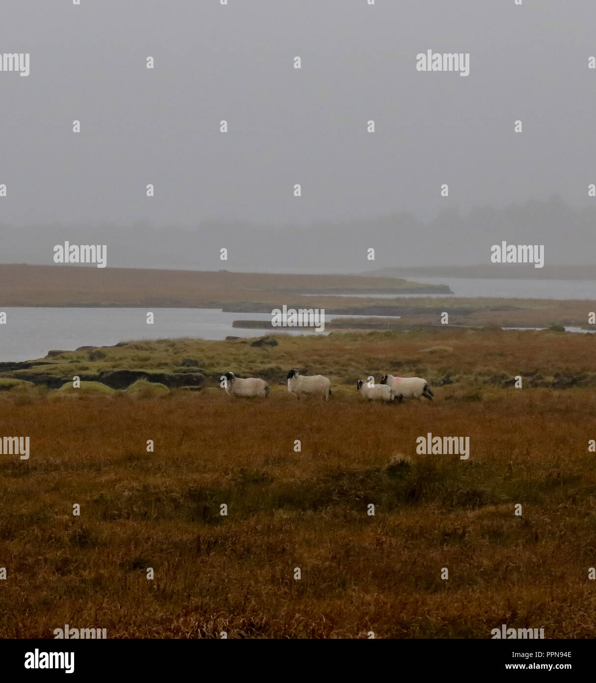 Sheep bogland mayo hi-res stock photography and images - Alamy