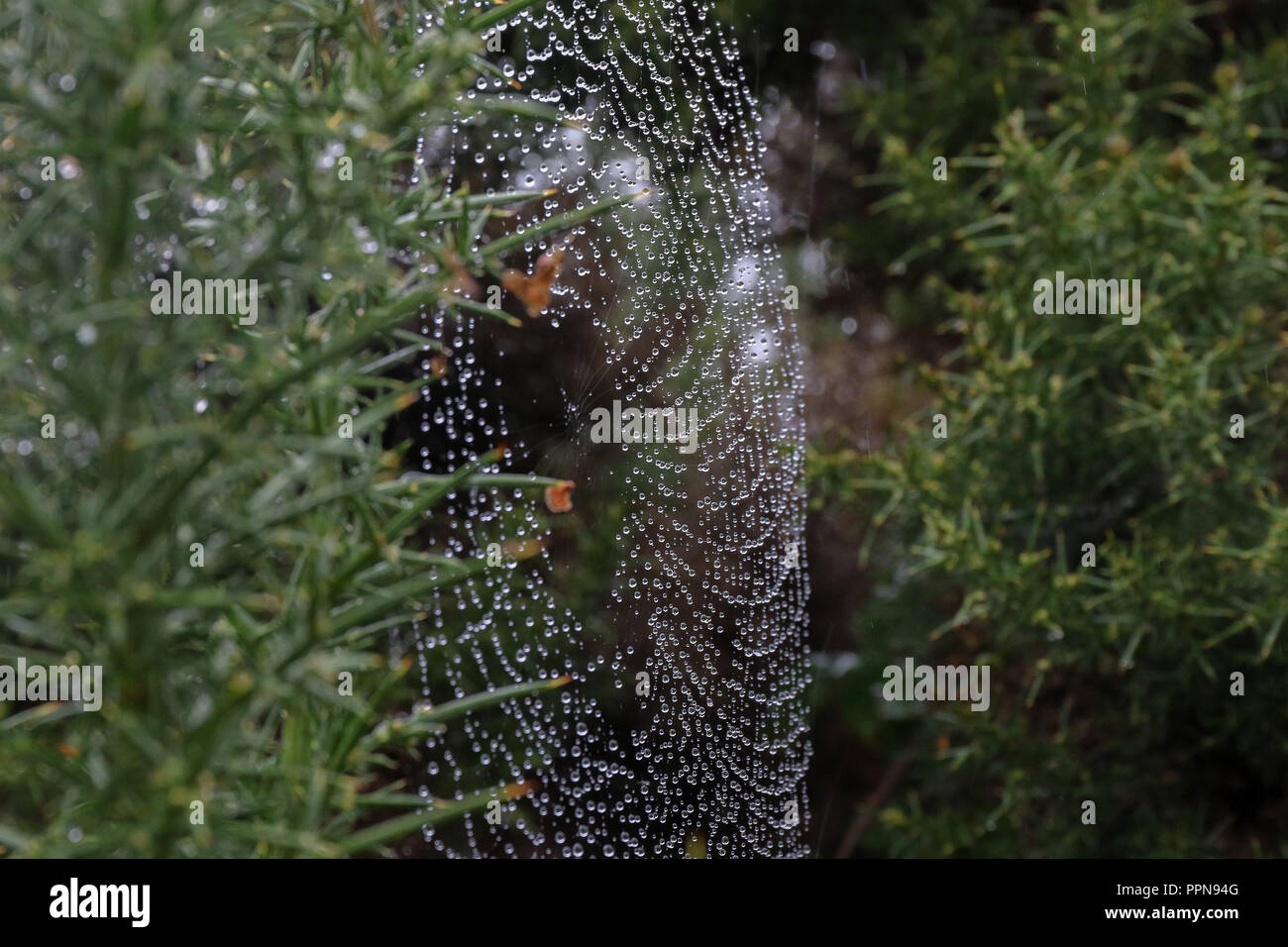 Spiders in ireland hi-res stock photography and images - Alamy