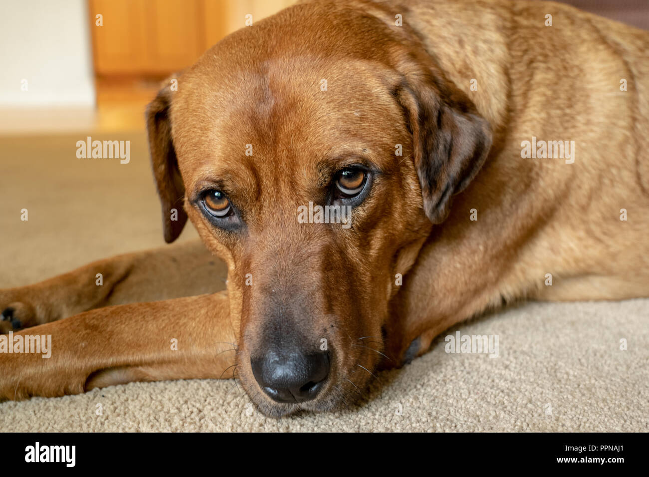 Labrador inside a house hi-res stock photography and images - Alamy