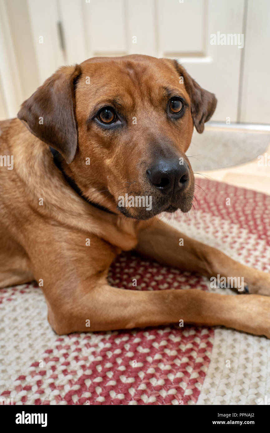 Labrador inside a house hi-res stock photography and images - Alamy