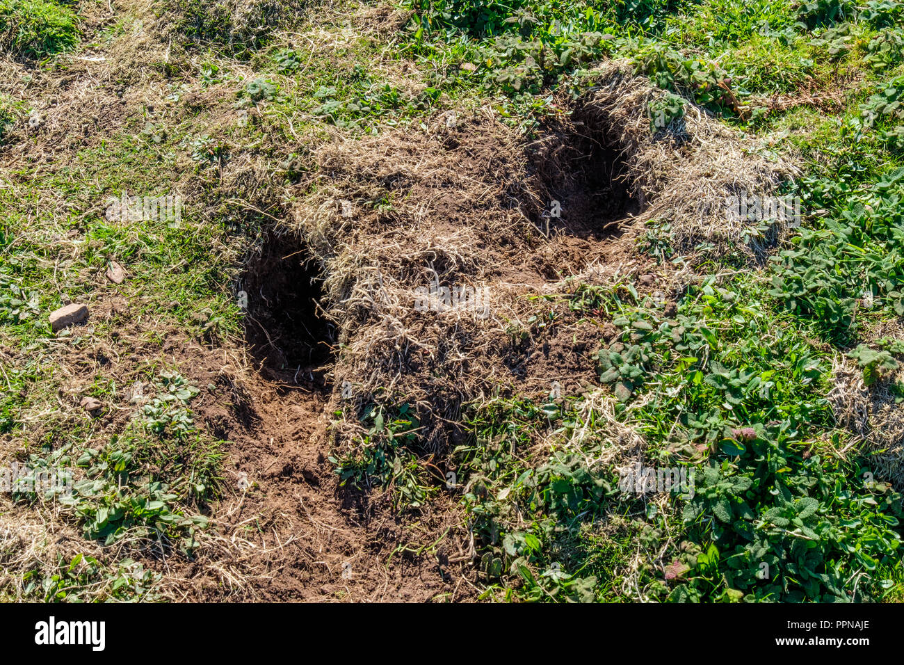 Manx Shearwater burrows on Skomer Island, Pembrokeshire, Wales Stock ...