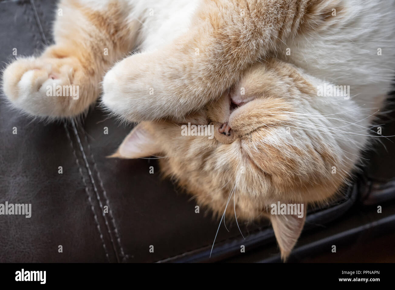 Sleeping face down hi-res stock photography and images - Alamy