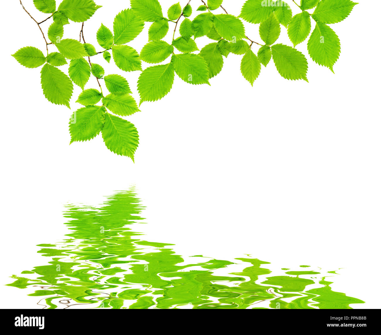Ash tree branch isolated hi-res stock photography and images - Alamy