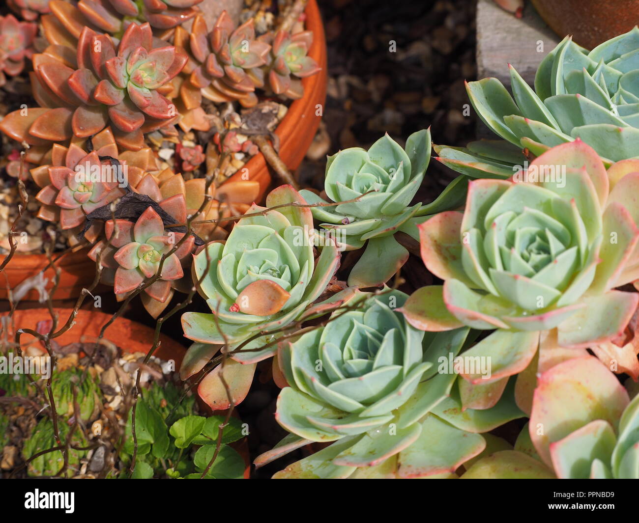 Succulents in terracotta pots hi-res stock photography and images - Alamy
