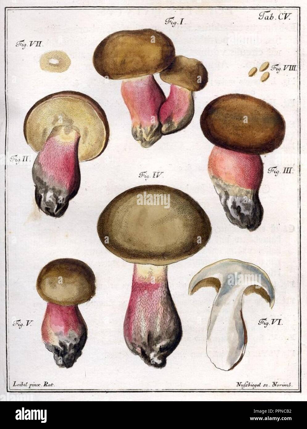 Boletus olivaceus hi-res stock photography and images - Alamy
