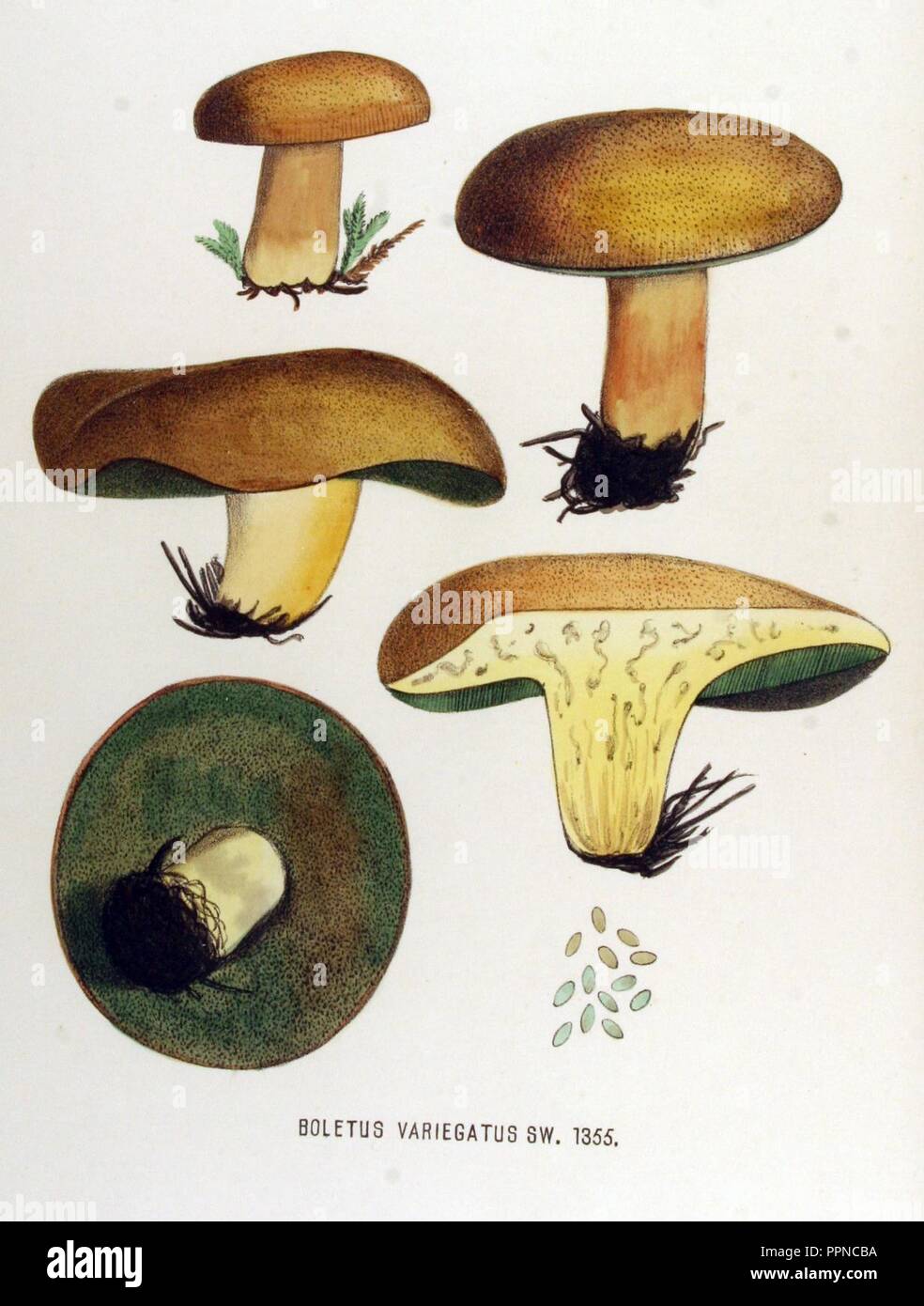 Boletus variegatus hi-res stock photography and images - Alamy