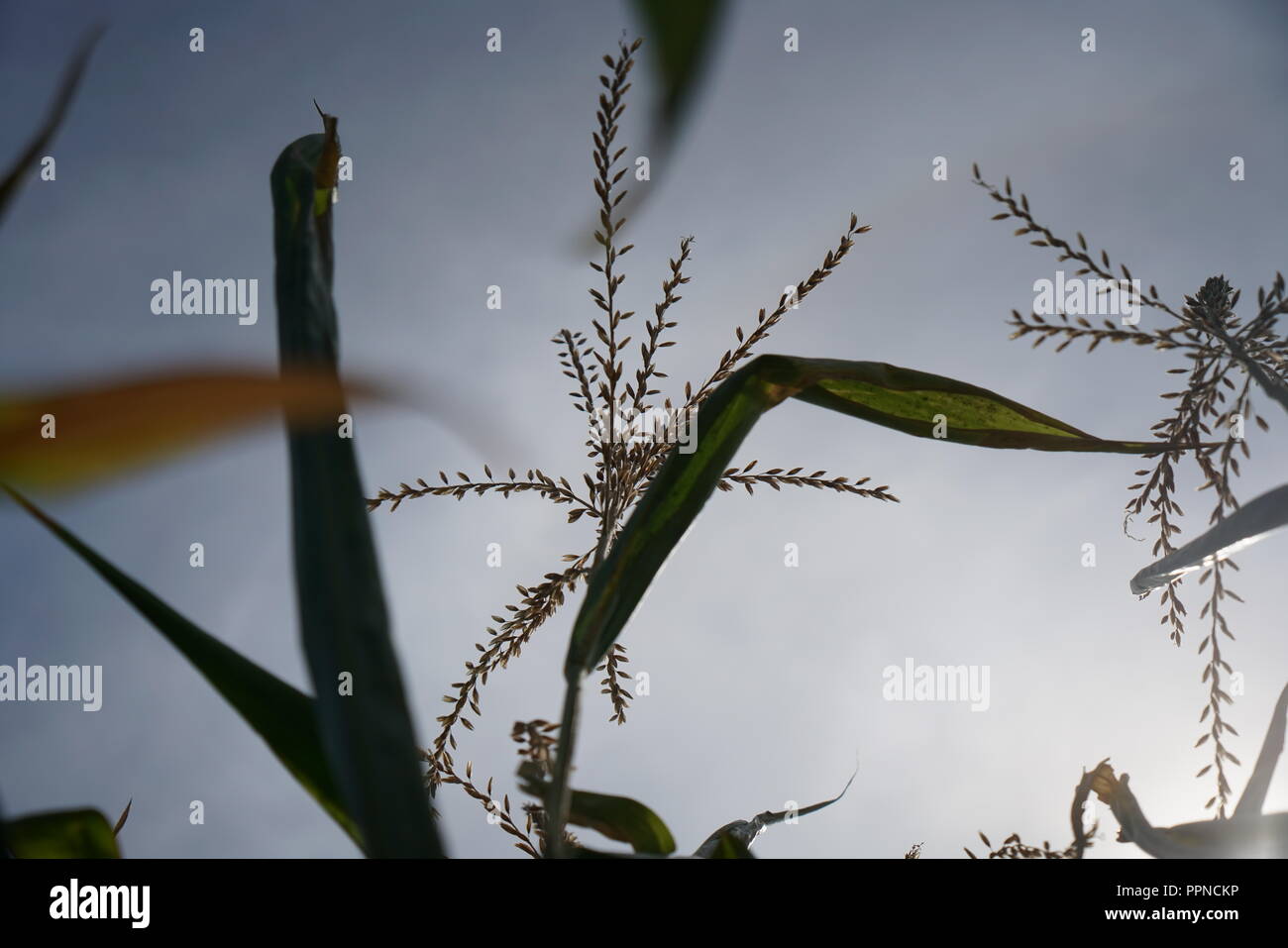 The extreme heat in Germany leads to enormous losses in the harvest of ...
