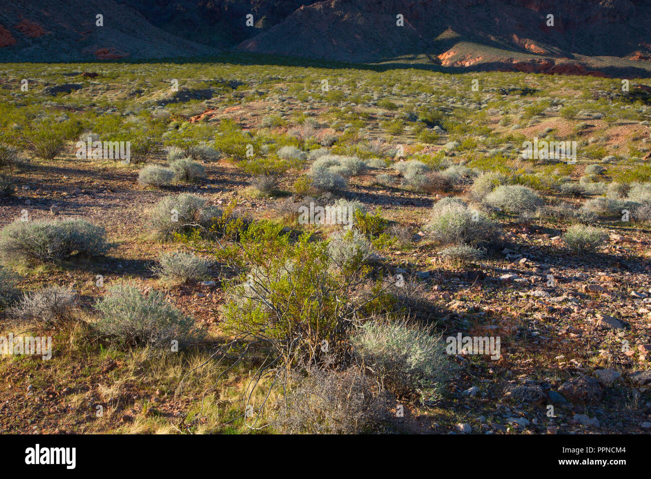 Creosote bush desert at Redstone, Lake Mead National Recreation Area ...