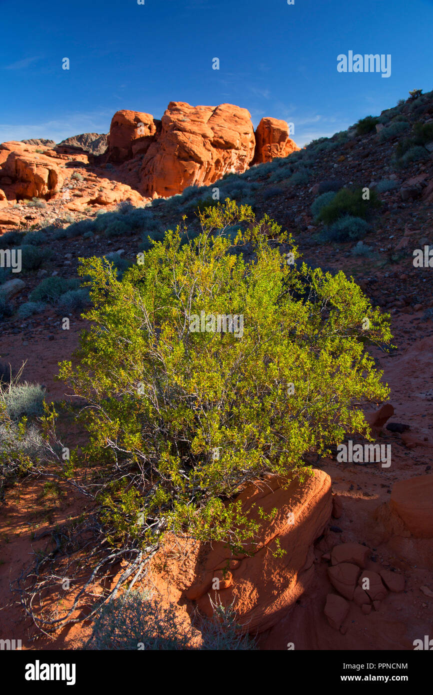 Creosote bush desert at Redstone to Black Mountains, Lake Mead National ...