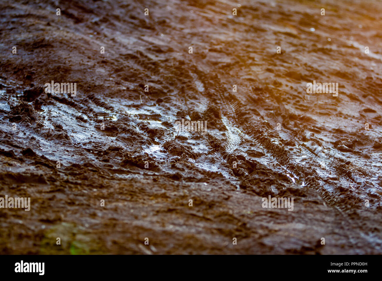 Wet earth with footprints and bicycle wheels in the spring April forest ...
