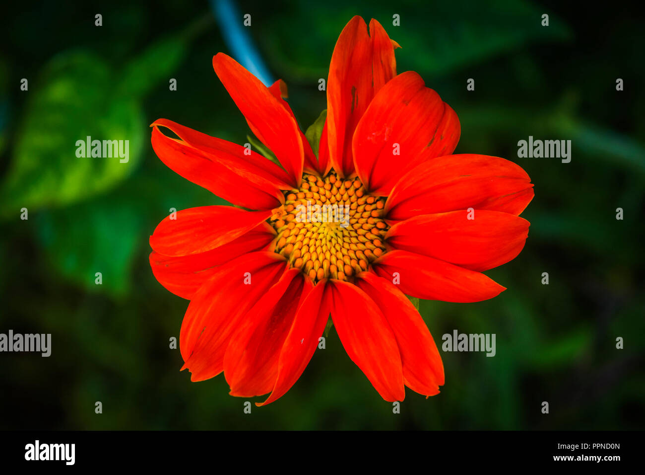 Transvaal border hi-res stock photography and images - Alamy