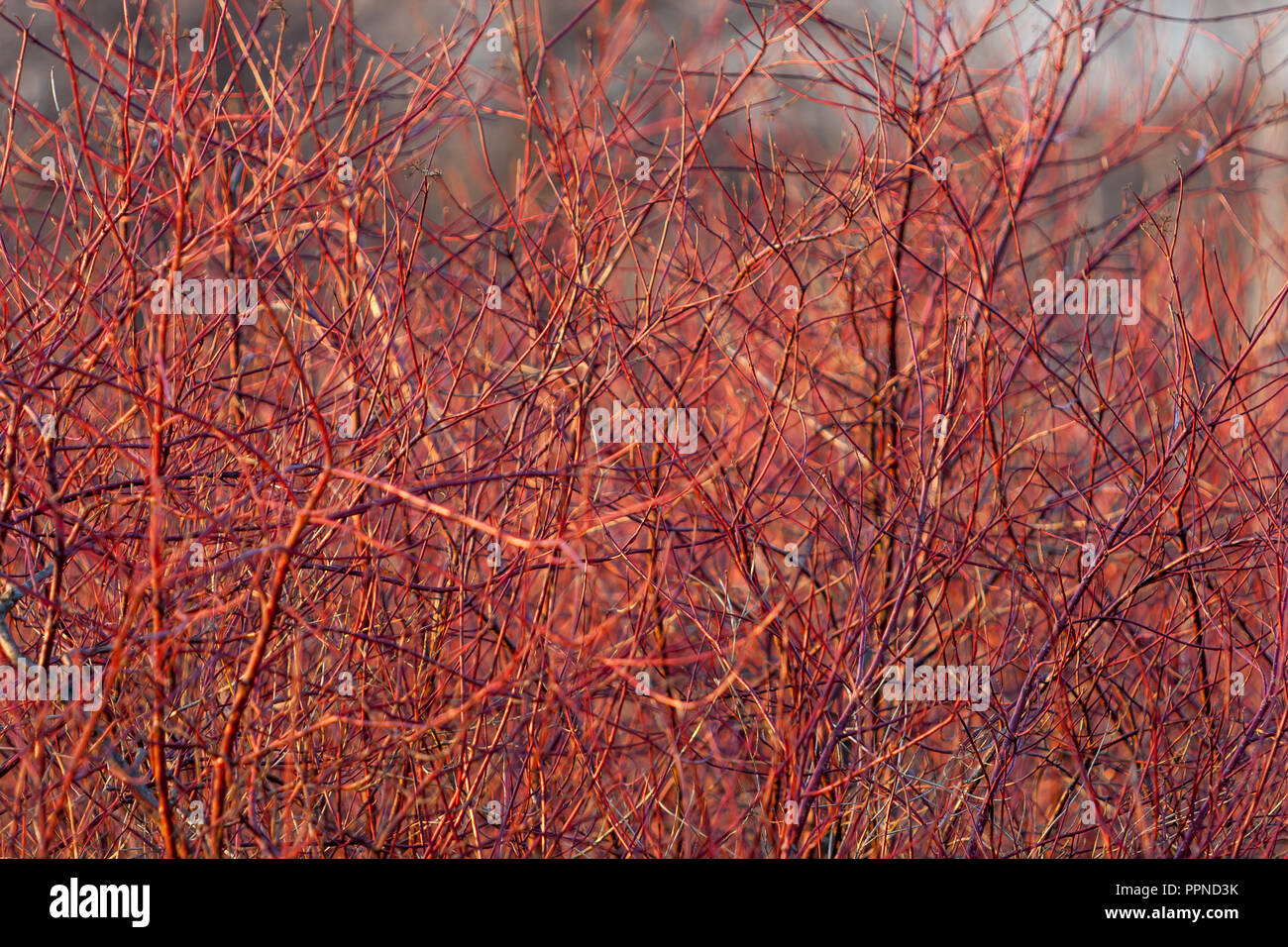 Dogwood tree young tree hi-res stock photography and images - Alamy