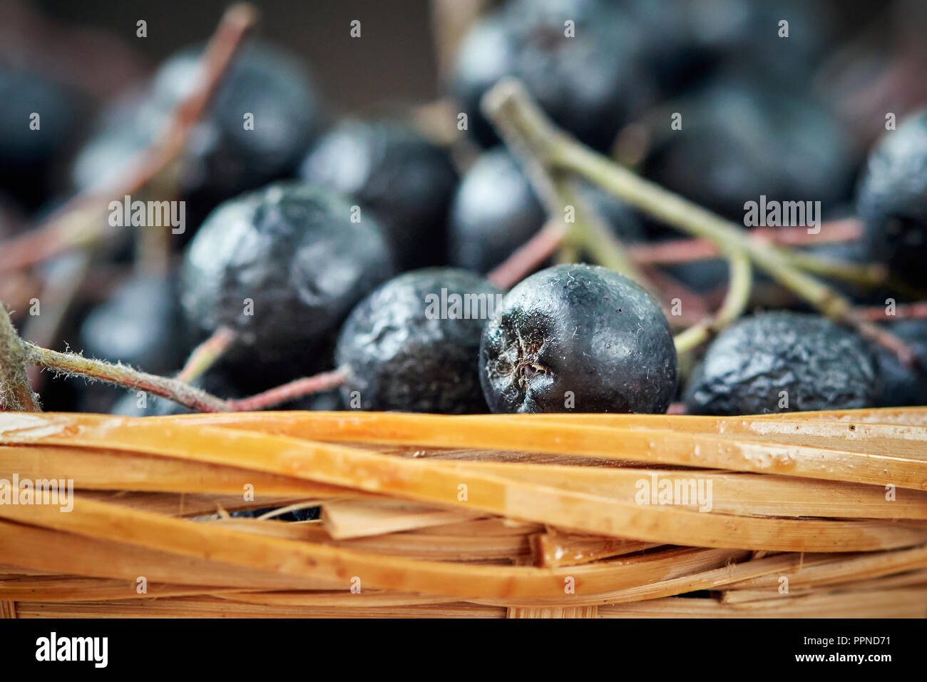 Choke berry melanocarpa hi-res stock photography and images - Alamy