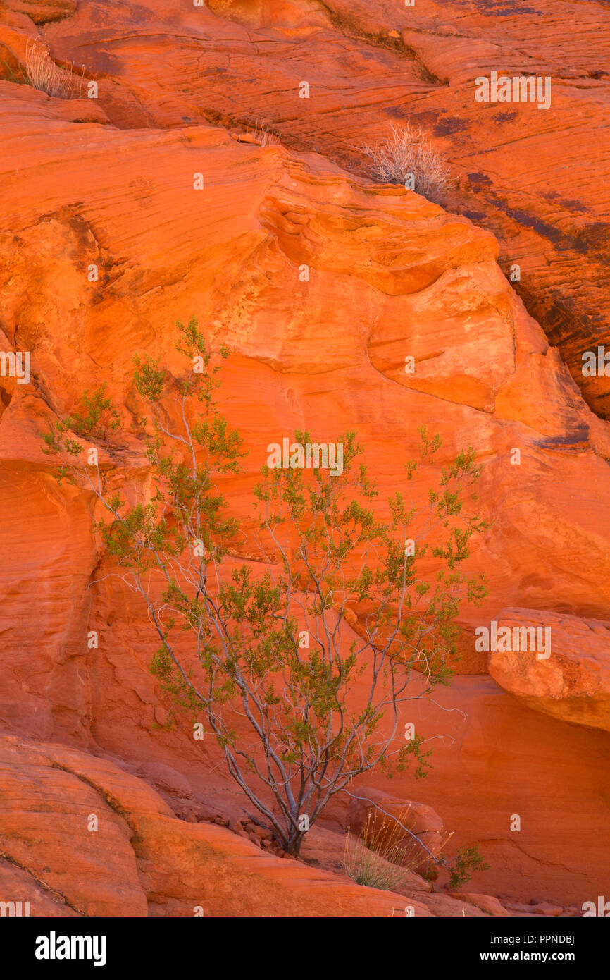 Mojave creosote bush hi-res stock photography and images - Alamy