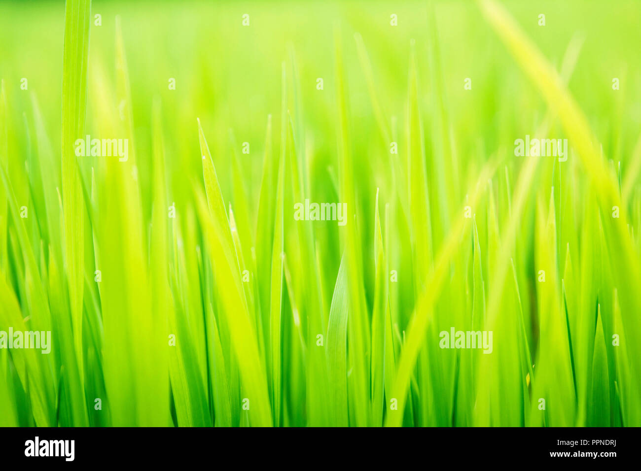 Textured green grass background Stock Photo - Alamy