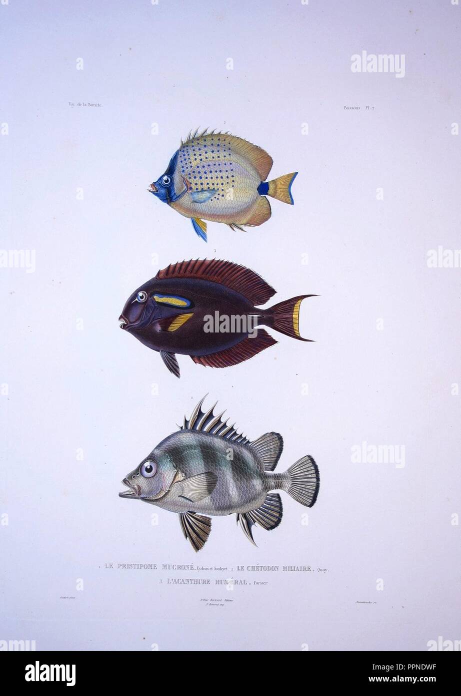 Bonite High Resolution Stock Photography and Images - Alamy