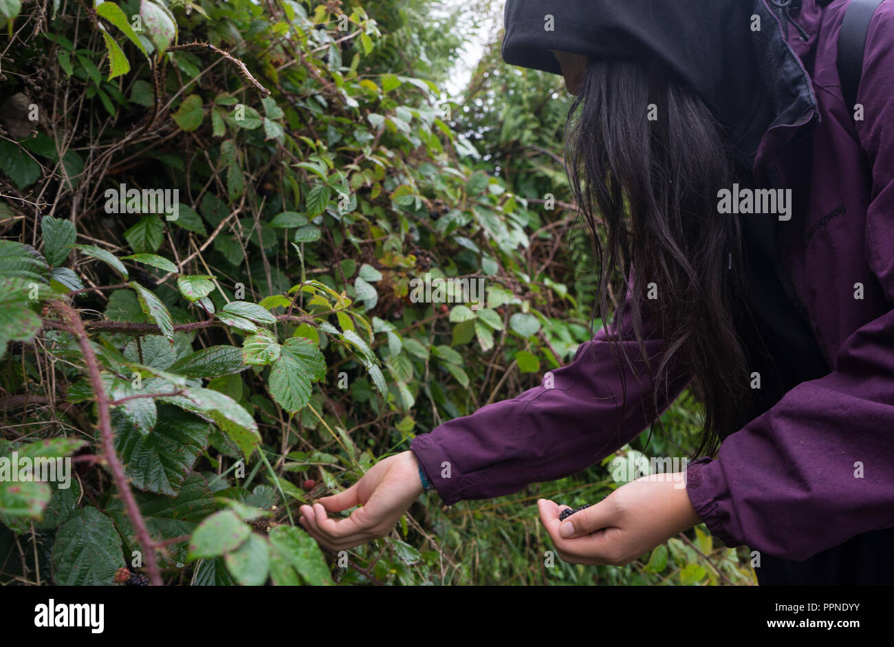 Woman picking blackberries by the path. Foraging, Kentmere, Windermere ...