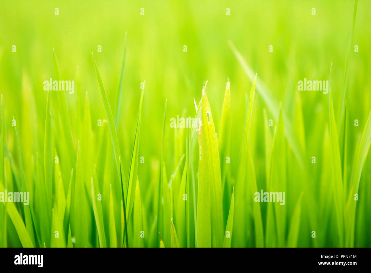 Textured green grass background Stock Photo - Alamy