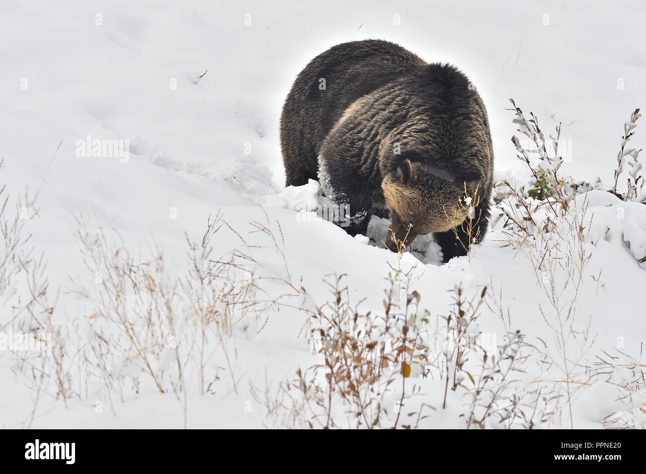 Grizzly bear digging in snow hi-res stock photography and images - Alamy