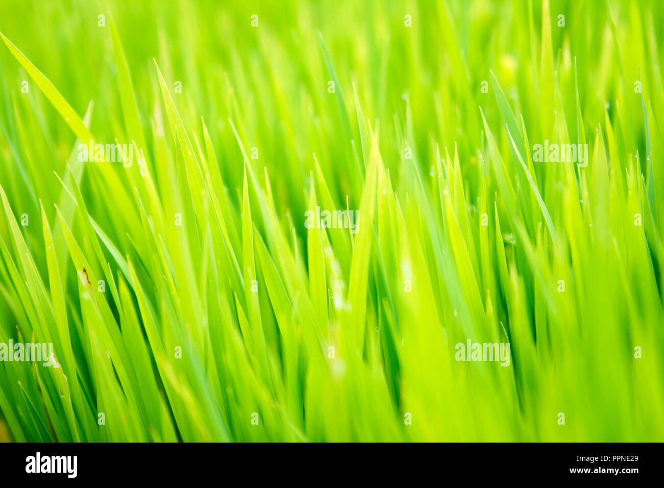 Textured green grass background Stock Photo - Alamy