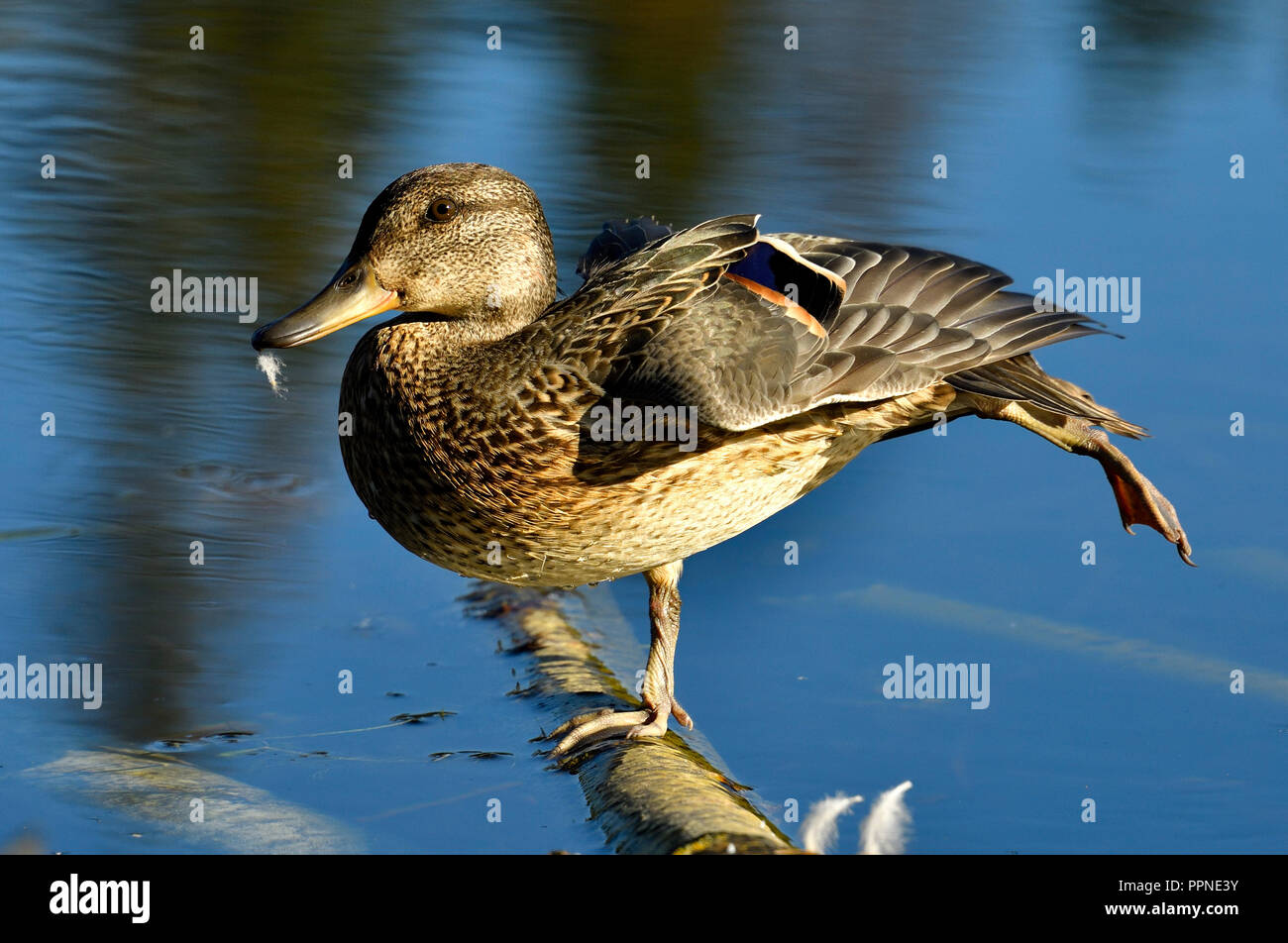 Female beaver hi-res stock photography and images - Alamy