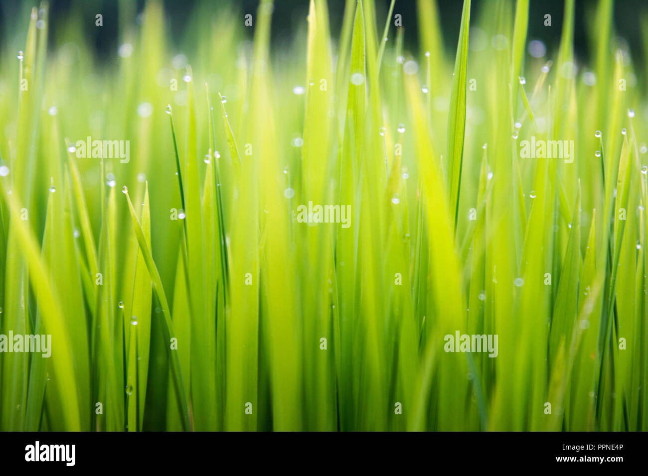 Textured green grass background Stock Photo - Alamy