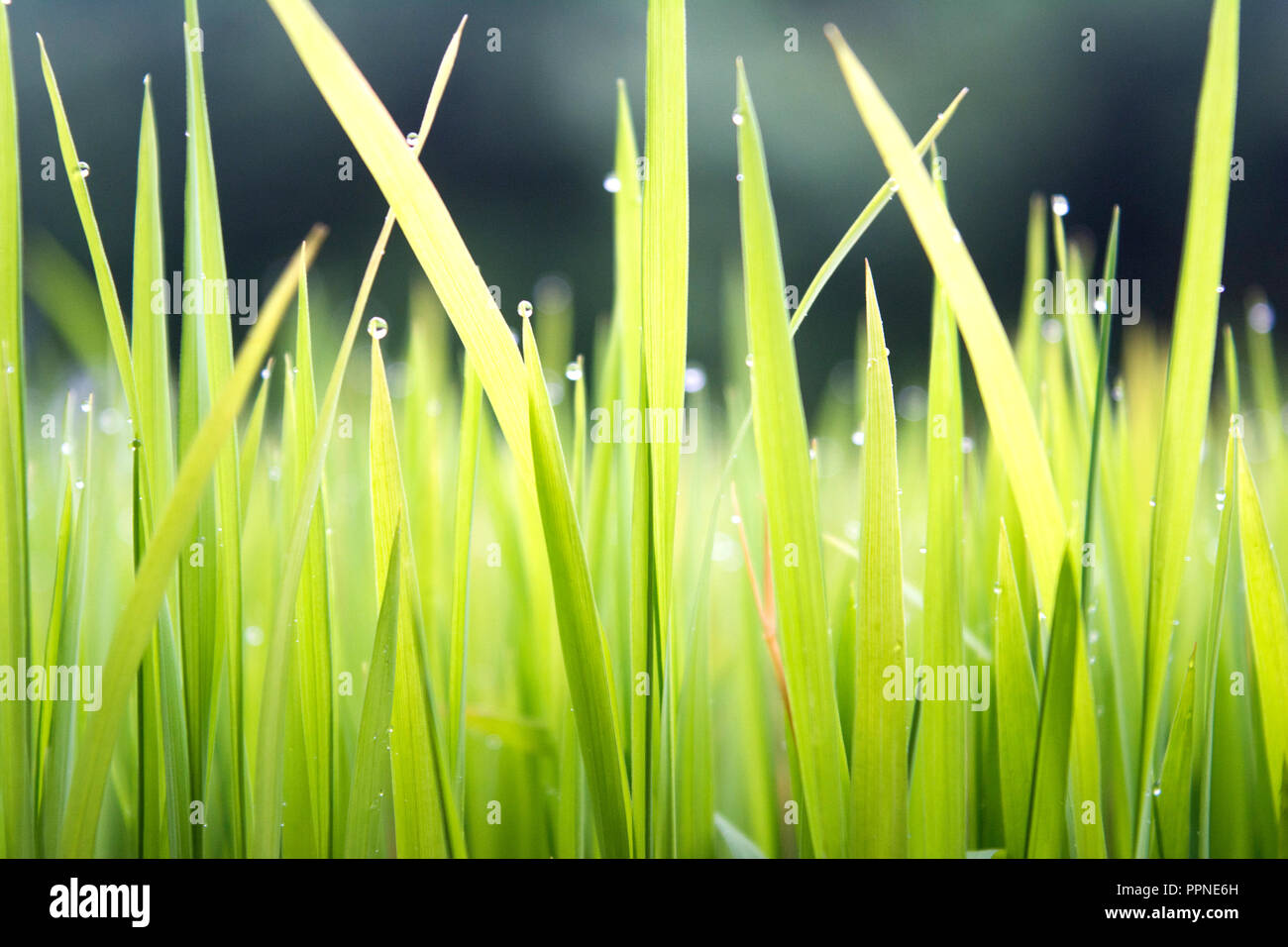 Textured green grass background Stock Photo - Alamy