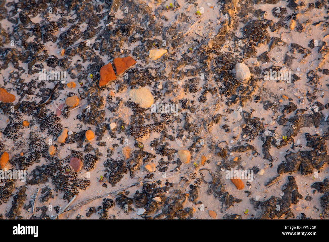 Cryptobiotic crust, Gold Butte National Monument, Nevada Stock Photo ...