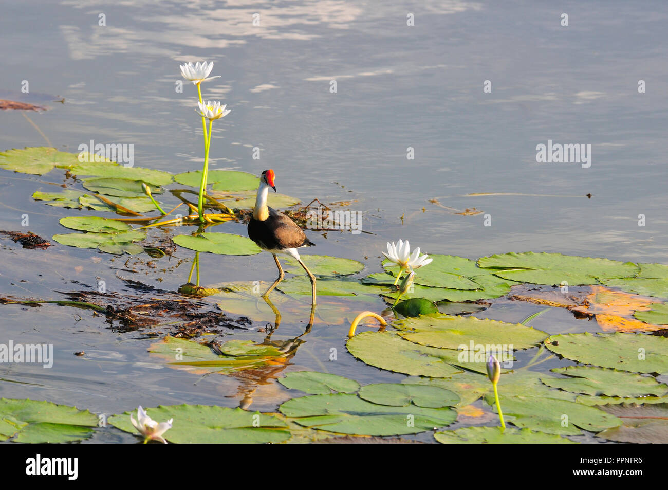 Jacana walking on lilly pads in Northern Territory, Australia Stock ...