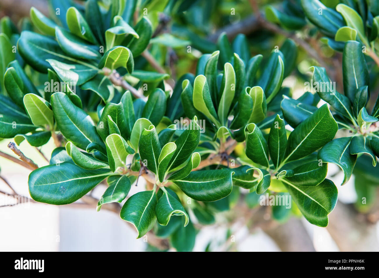 Mediterranean vegetation on the wall. Evergreen shrub with leathery ...