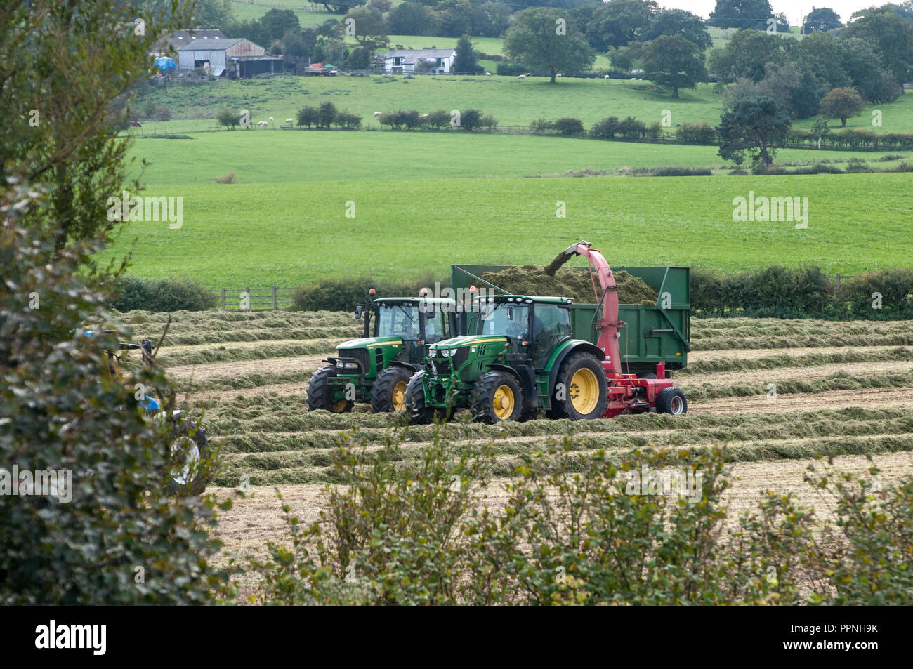 Around the UK - Two tractors, side by side, collecting Silage Stock ...