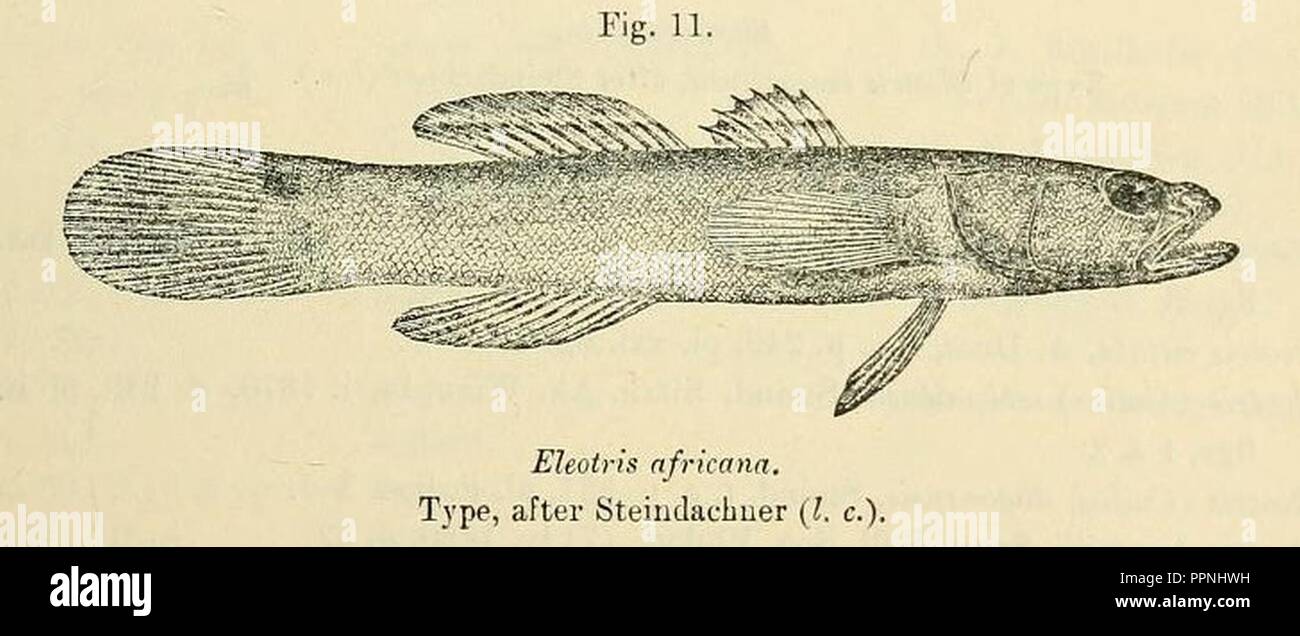 Bostrychus hi-res stock photography and images - Alamy