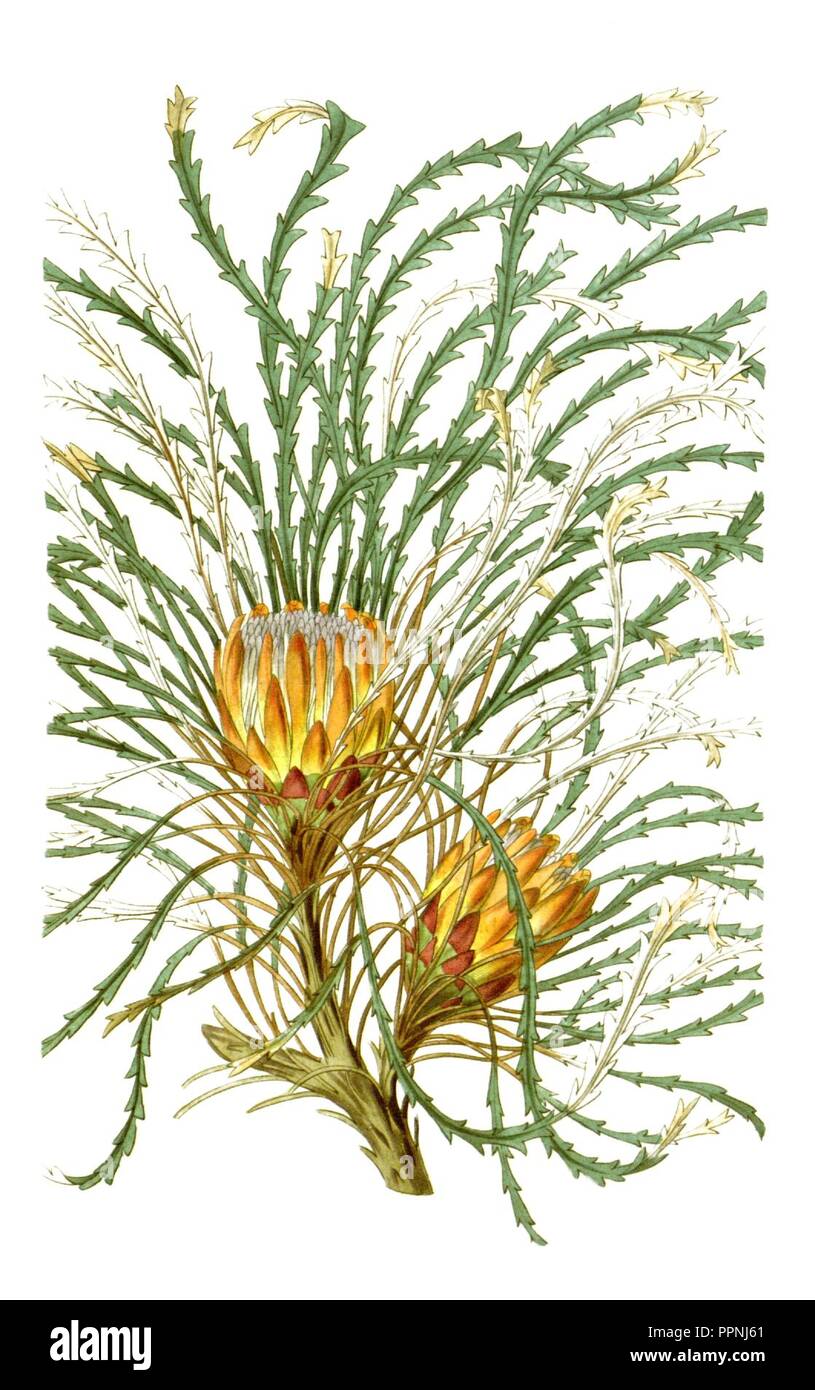 Dryandra Cut Out Stock Images & Pictures - Alamy