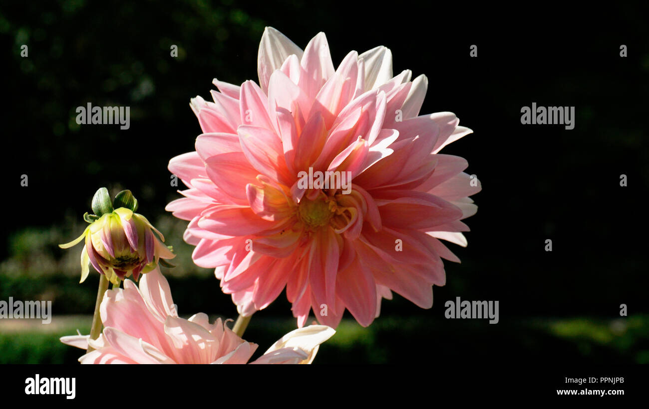 Dahlias Gerrie Hoek 1 Stock Photo - Alamy