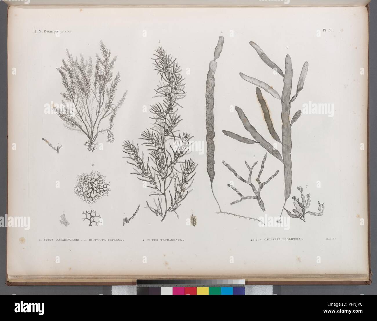 Dictyota hi-res stock photography and images - Alamy