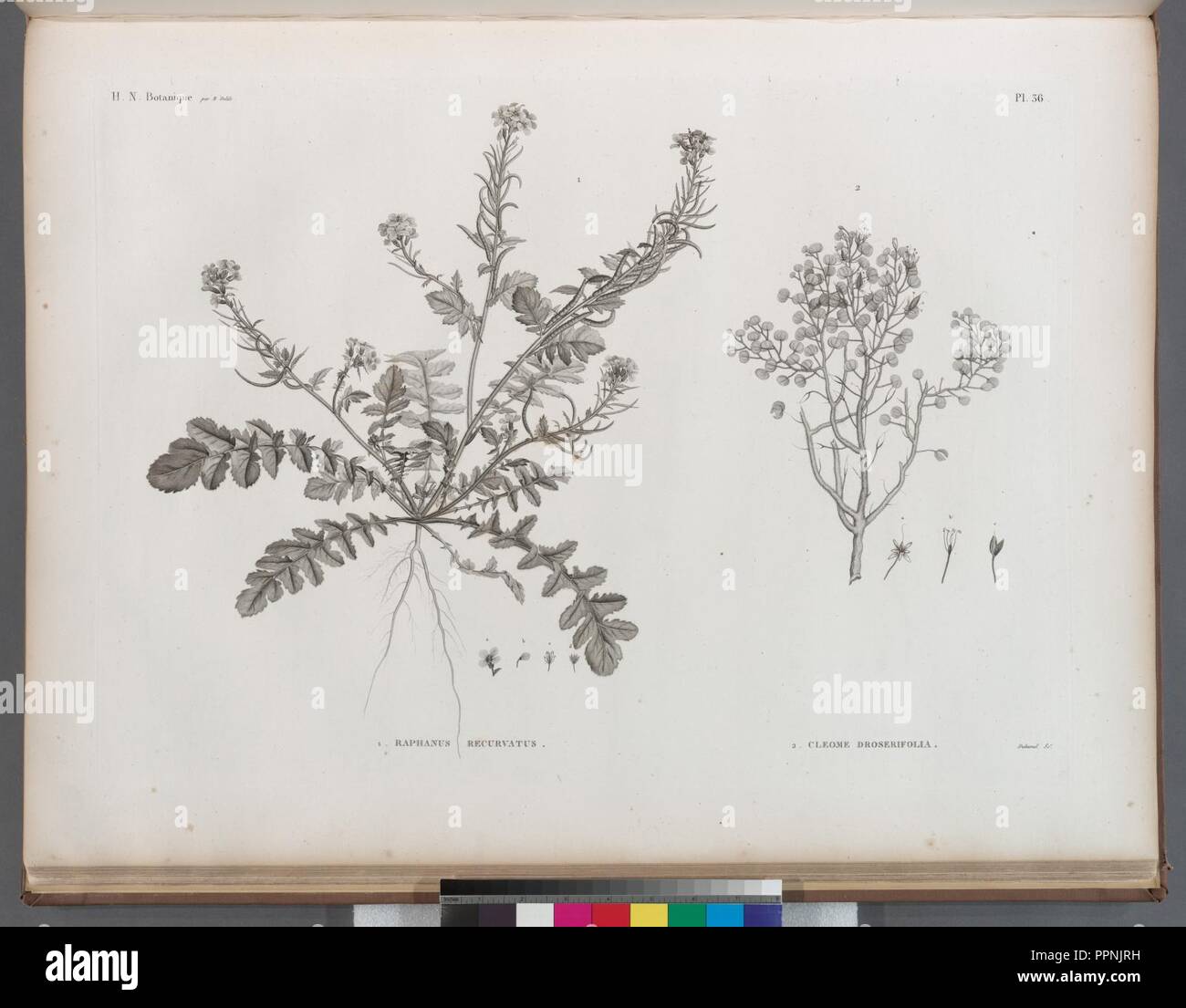 Botanique. 1. Raphanus recurvatus; 2. Cleome droserifolia Stock Photo ...