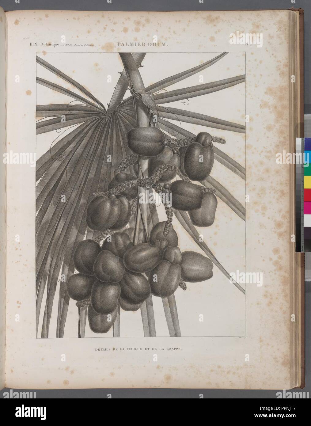 Palmier Doum High Resolution Stock Photography and Images - Alamy