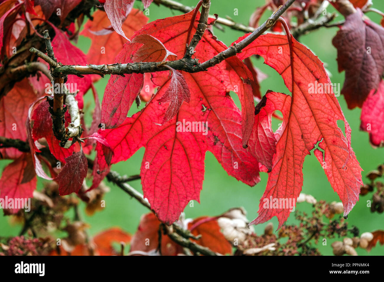 Hydrangea quercifolia "Harmony", Hydrangea autumn red leaves Hydrangea ...