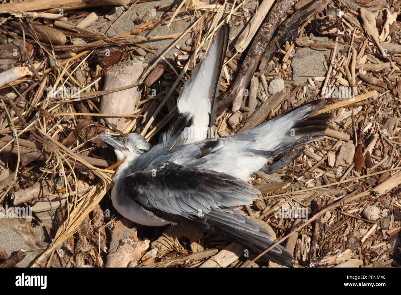 Dead albatross hi-res stock photography and images - Alamy