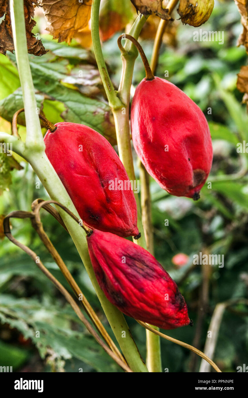 Himalayan may apple hi-res stock photography and images - Alamy