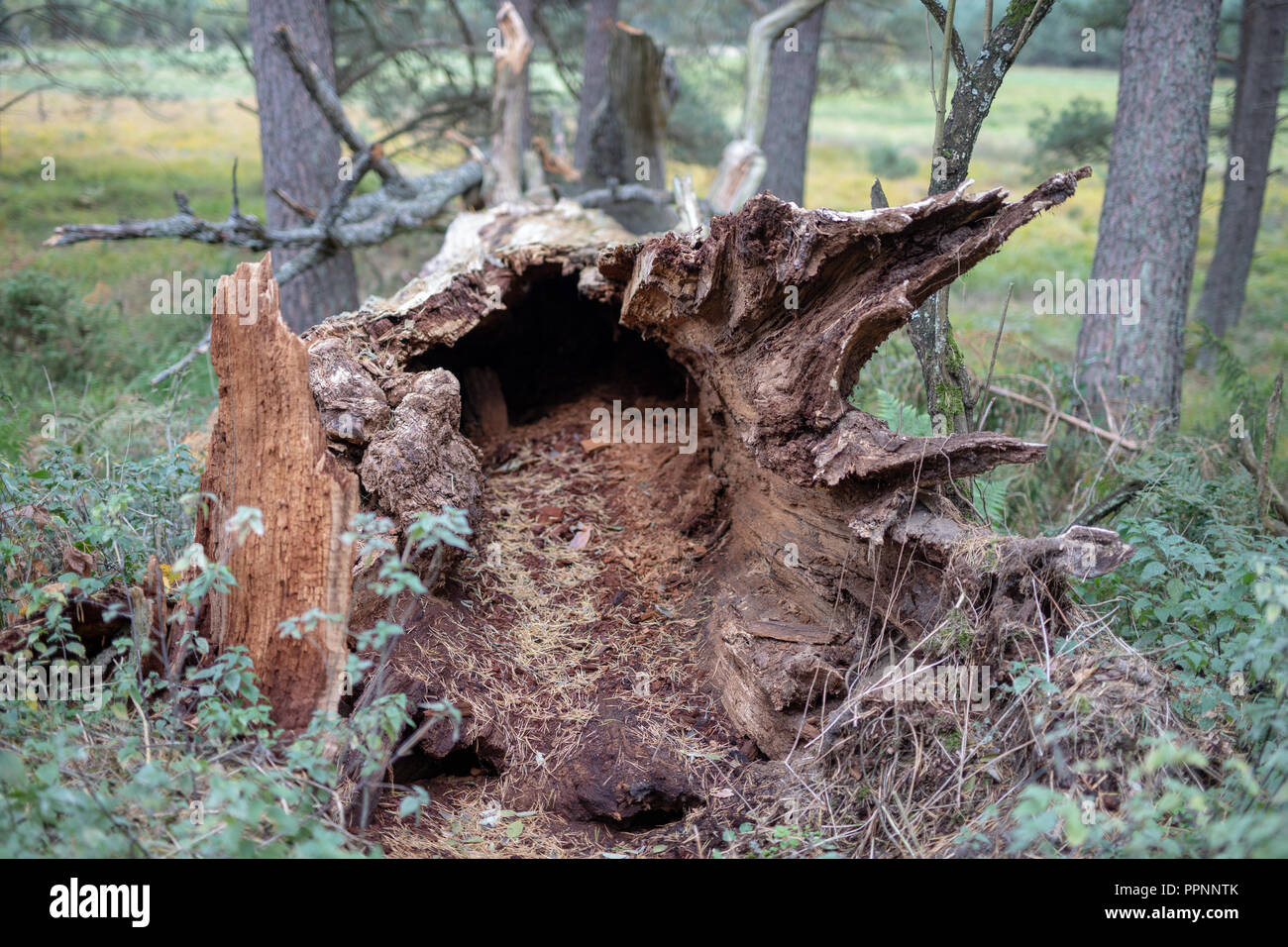 Oak tree root system hi-res stock photography and images - Alamy