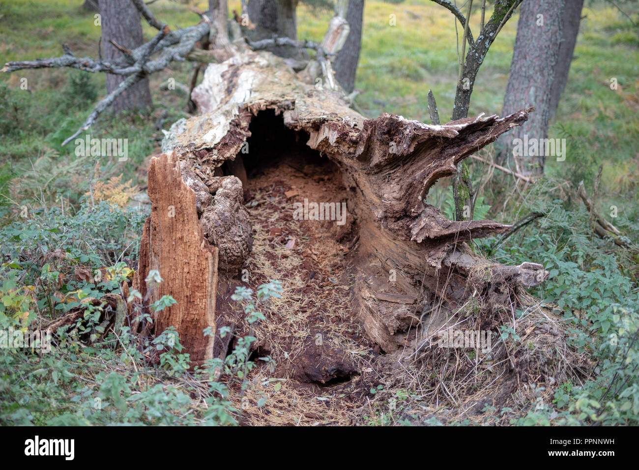 An old dry trunk of a fallen tree. A withered oak lying in the ...
