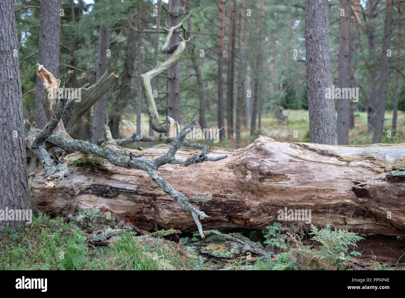 An old dry trunk of a fallen tree. A withered oak lying in the ...