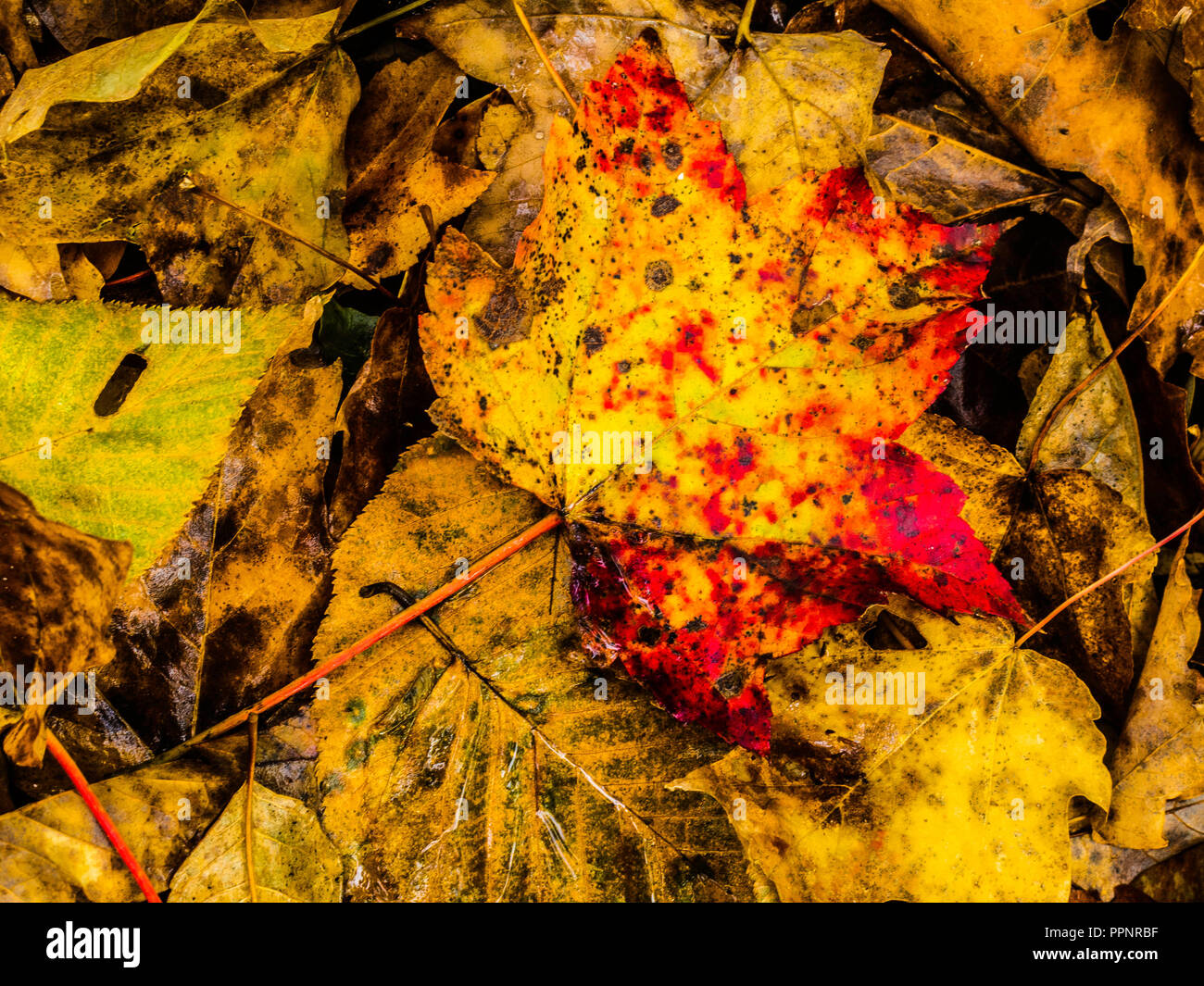 Fall Leaves Hogback Dam Hartland, Connecticut, USA Stock Photo - Alamy