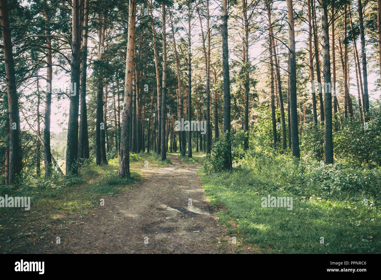 Pathway through beautiful forest with different trees Stock Photo - Alamy