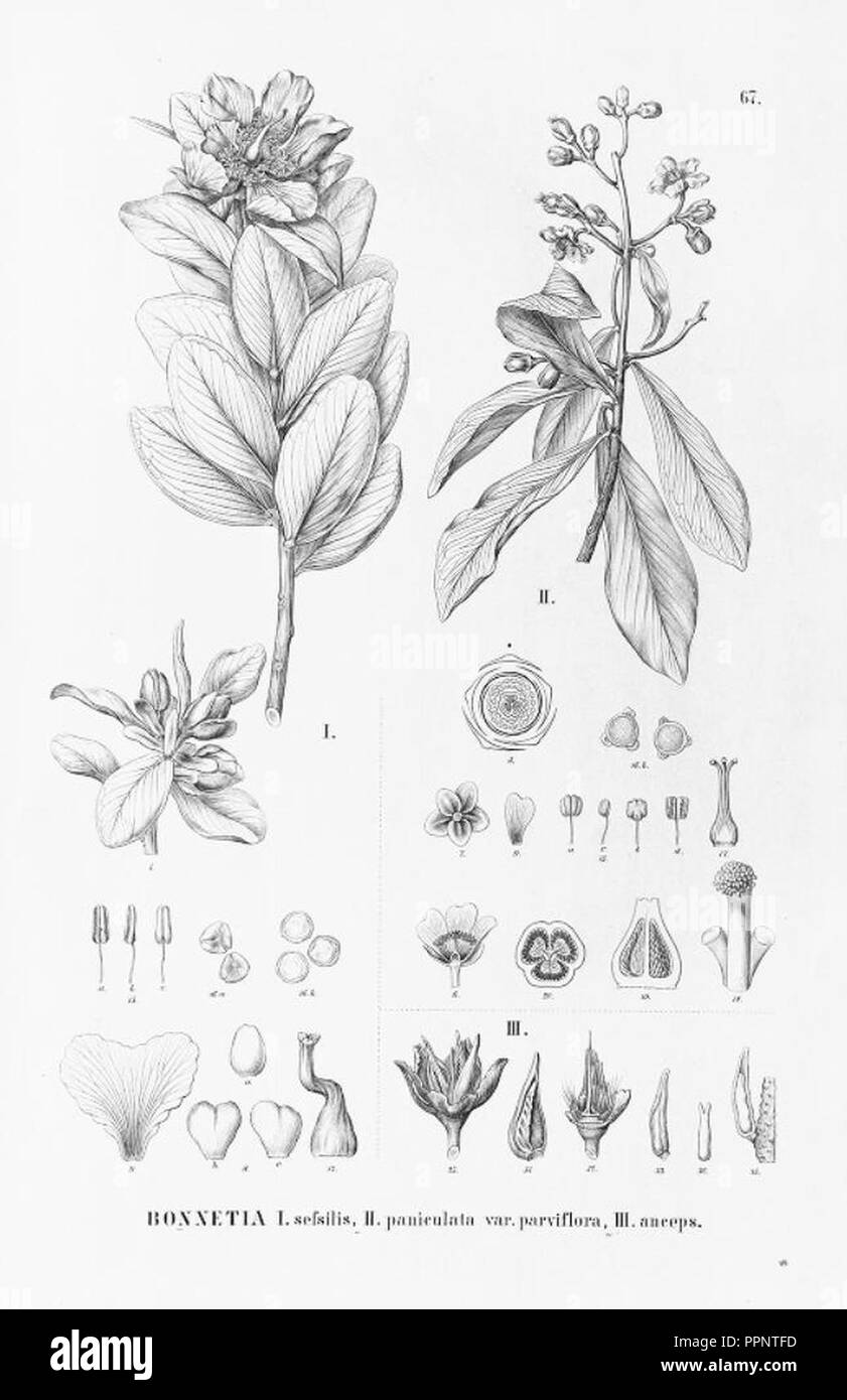 Bonnetia sessilis, Bonnetia paniculata Stock Photo - Alamy