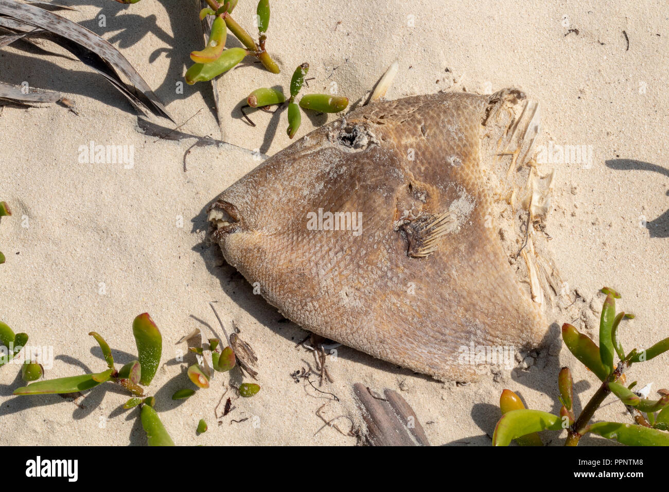 Sea pollution caused death of several hundred fish. Here is in detail ...